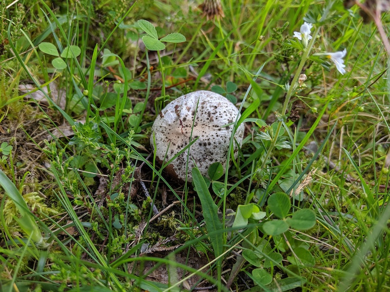 The Badger Divide | Trailforks