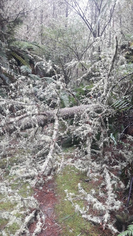 Mossy Loop Multi Trail - Rotorua | Trailforks