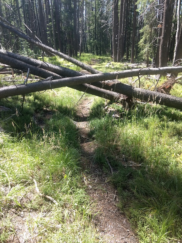 Bison - Blackfoot Trail Multi Trail - Elliston, Montana
