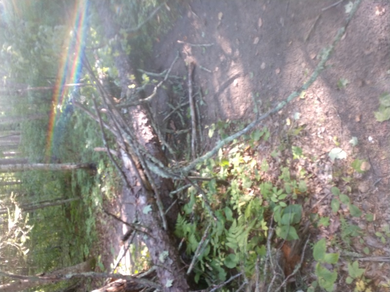 Gully Cat Mountain Biking Trail - Bemidji, Minnesota