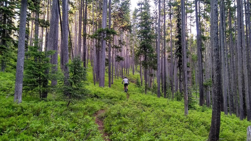 Morrell Family Community Complex Mountain Biking Trails | Trailforks