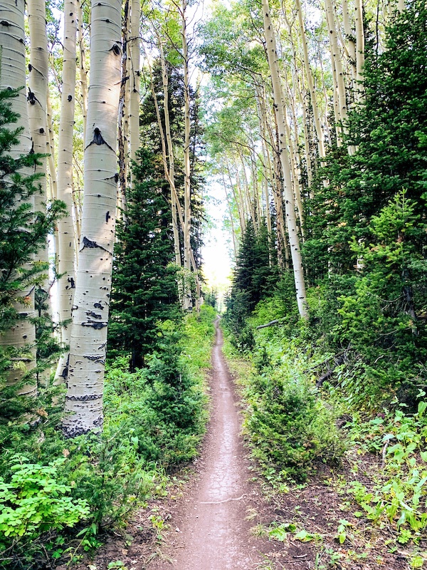 Crest Connect - Apex - Mojave - MM - Keystone Loop Mountain Biking ...