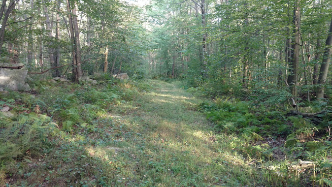 Forbes State Forest Mountain Biking Trails | Trailforks