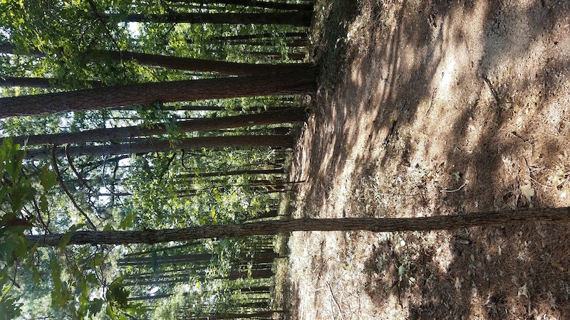 Bashore Ridge Multi Trail - Rogers, Arkansas