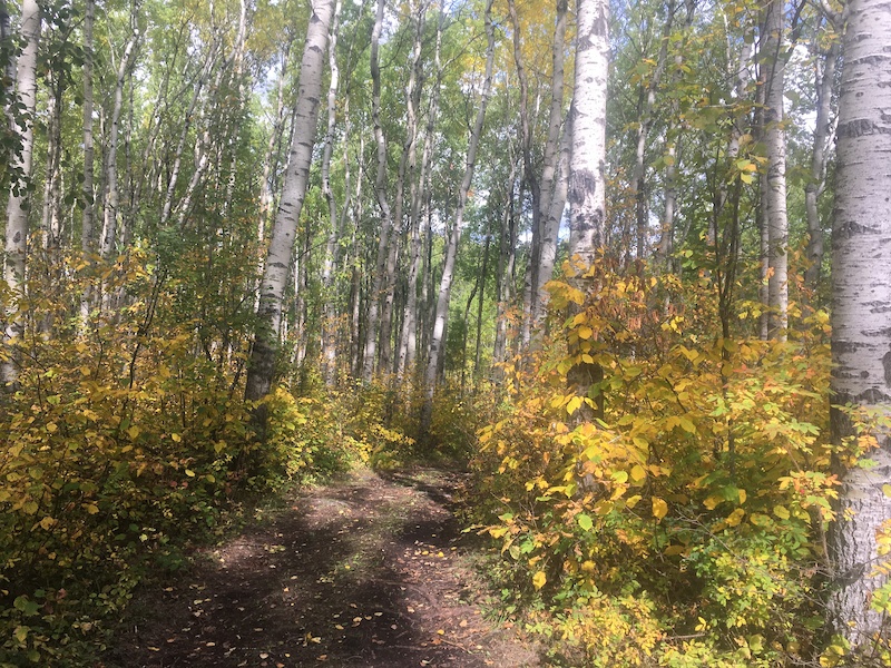 Spruce River Highlands Trail Mountain Biking Trail - Waskesiu