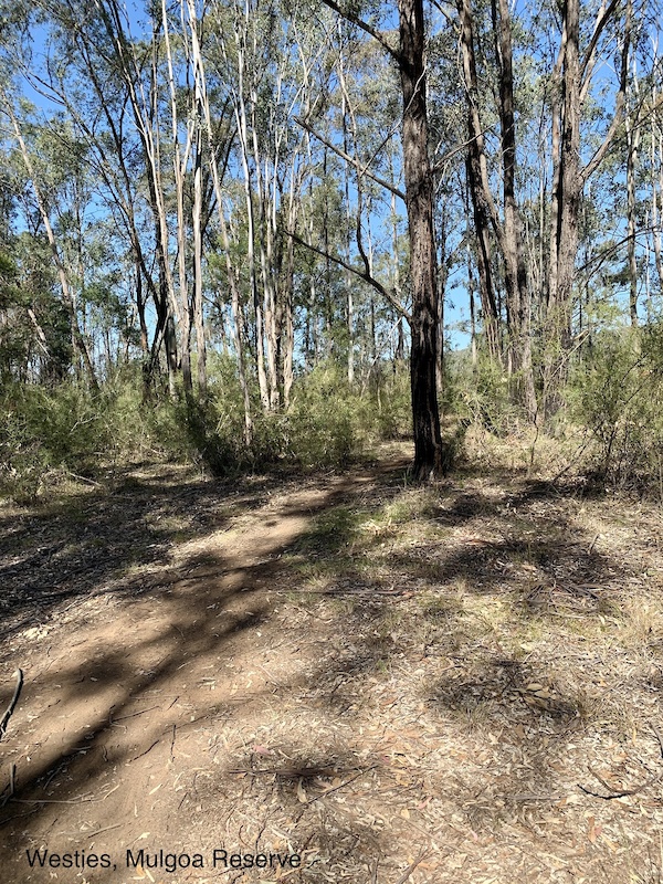 Westies Hiking Trail - Mulgoa Nature Reserve, Penrith