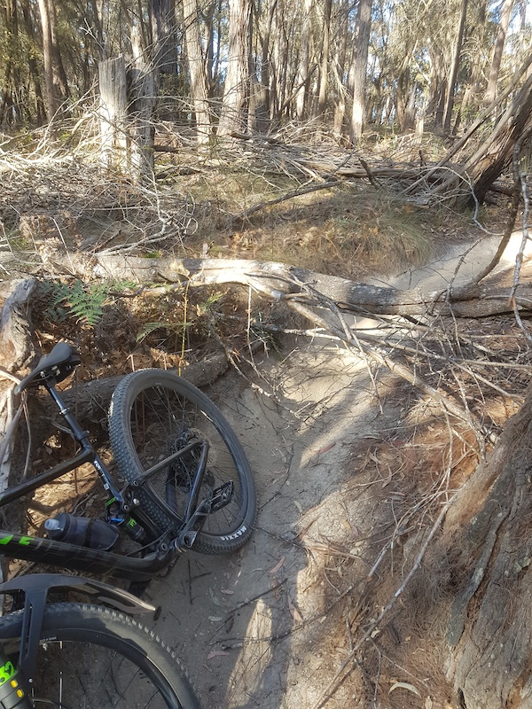 Code Blue Mountain Biking Trail - Tathra | Trailforks