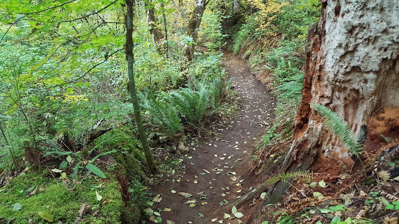 Triple C Loop Mountain Biking Trail - Tillamook, Oregon