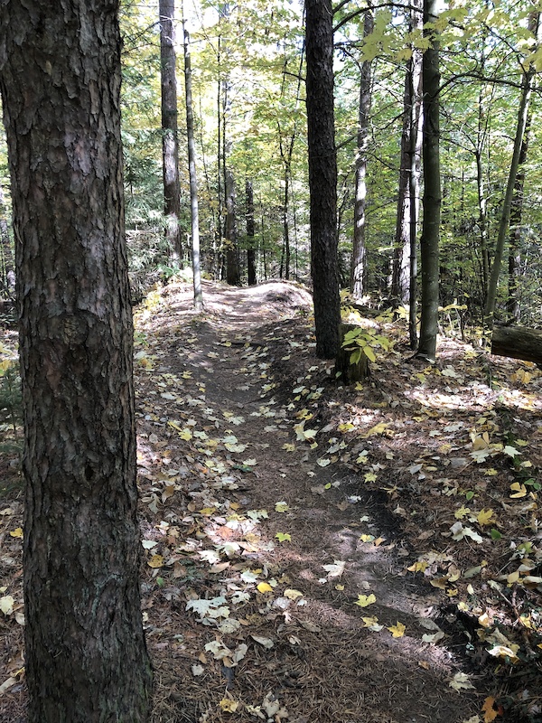 Durham Forest Main Tract - 21km Mountain Biking Route | Trailforks