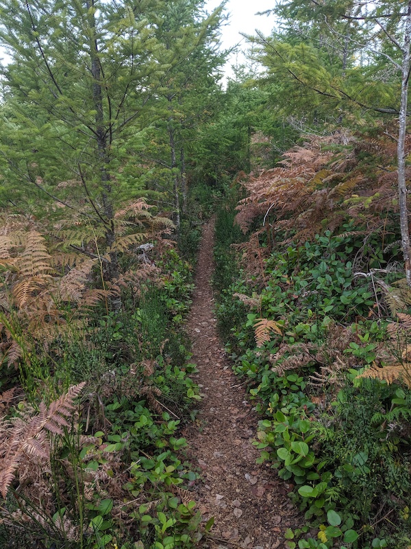 Voodoo Mountain Biking Trail - Nanaimo, British Columbia