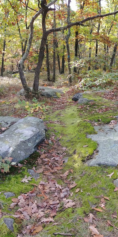 Green Hill Park, Worcester Mountain Biking Trails | Trailforks