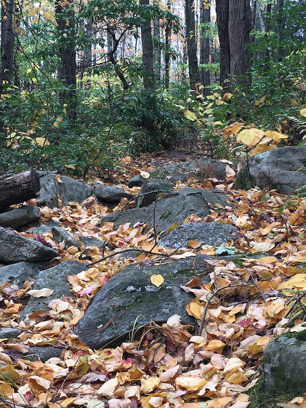 Wendell State Forest Loop Mountain Biking Route | Trailforks