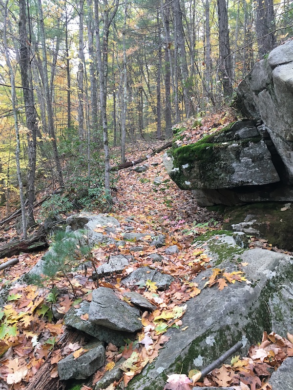 Wendell State Forest Loop Mountain Biking Route | Trailforks