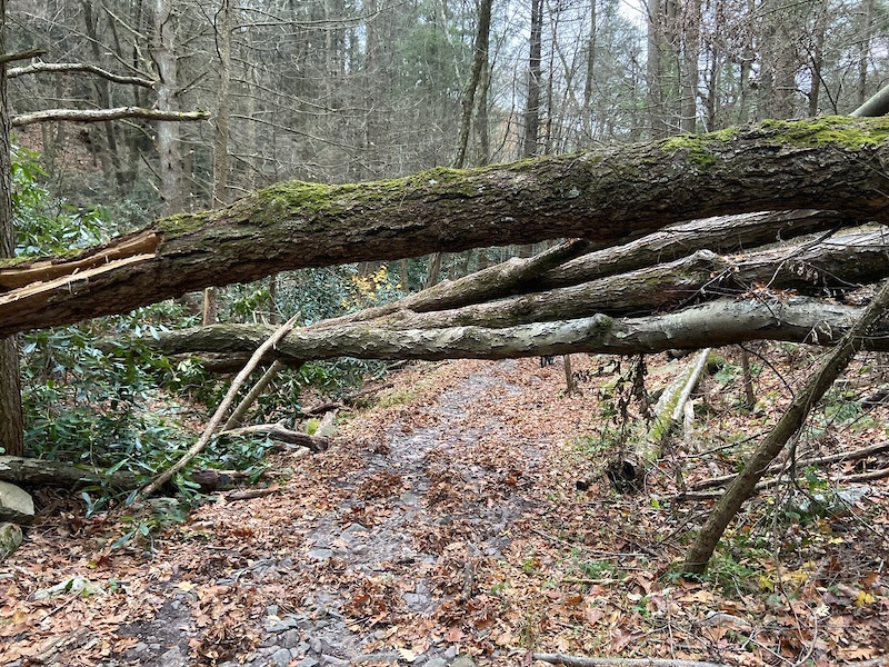 Lower Trail (Shingletown) Multi Trail - State College