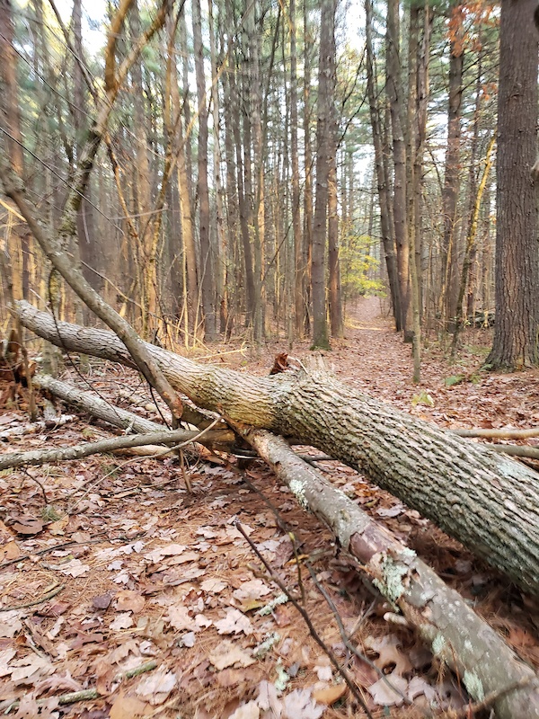 Pine Tree Loop Trail Multi Trail - Framingham, MA