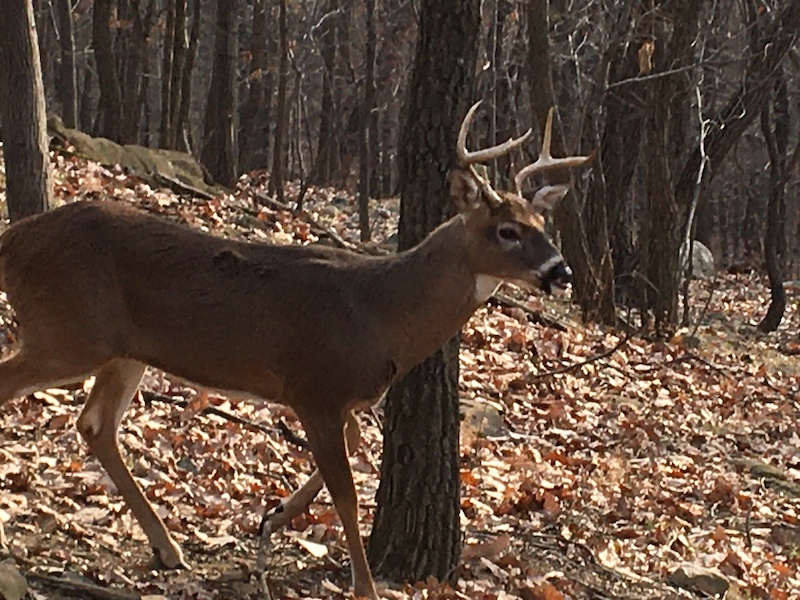 Unmarked Road Multi Trail - Cedar Grove, New Jersey