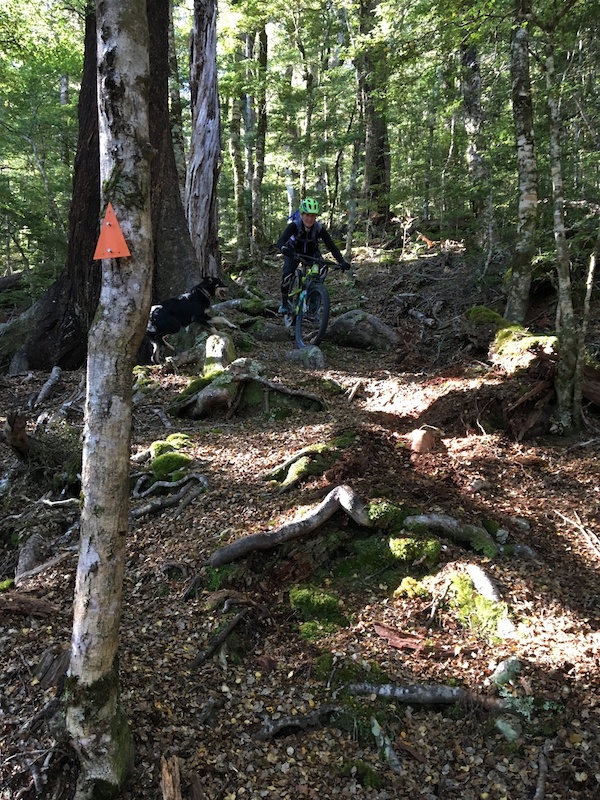Unhinged Mountain Biking Trail - St Arnaud | Trailforks