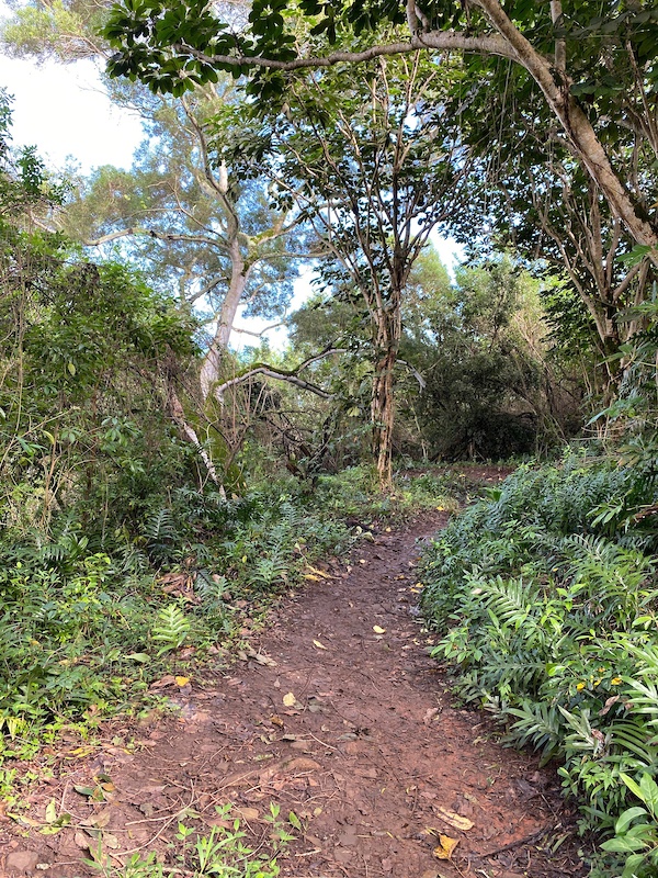 Pot Farm Mountain Biking Trail - Kailua, Hawaii