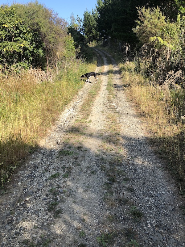 MV Multi Trail - Riverhead | Trailforks