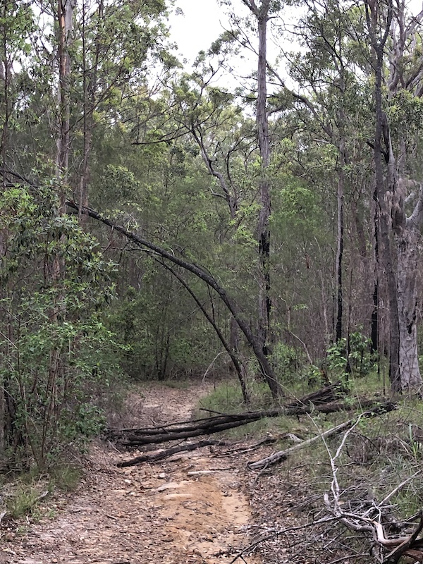 Nerang Break Fire Road Multi Trail - Gold Coast