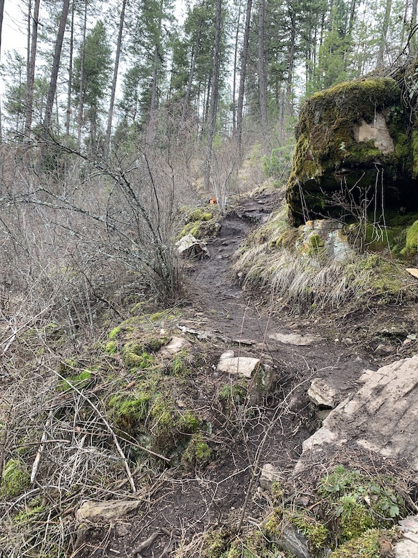 Post Falls Community Forest, Post Falls Mountain Biking Trails | Trailforks