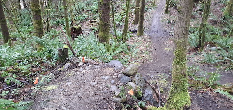 Upper Beaver Tracks Mountain Biking Trail - Maple Valley