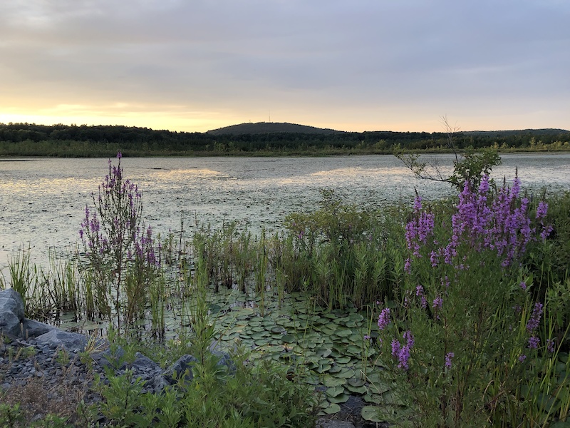 Blue Hills Ponkapoag Pond Green Dot Mountain Biking Route | Trailforks
