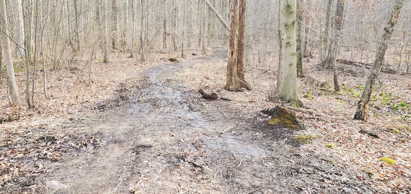Coventry Woods - Across the Top and Down Great Oak Mountain Biking ...