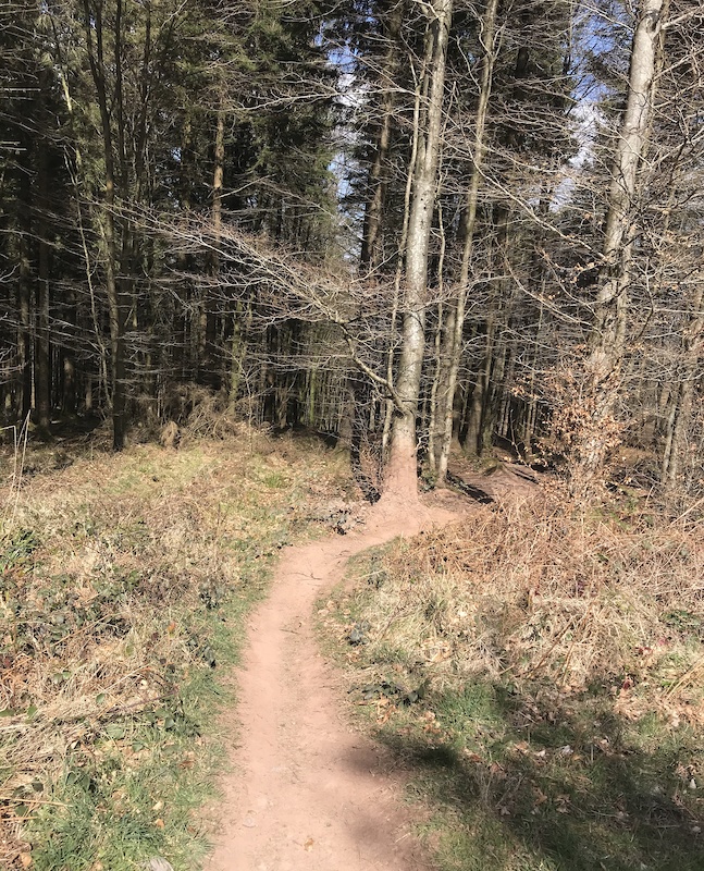 Rowberrow Warren Wood loop | Trailforks