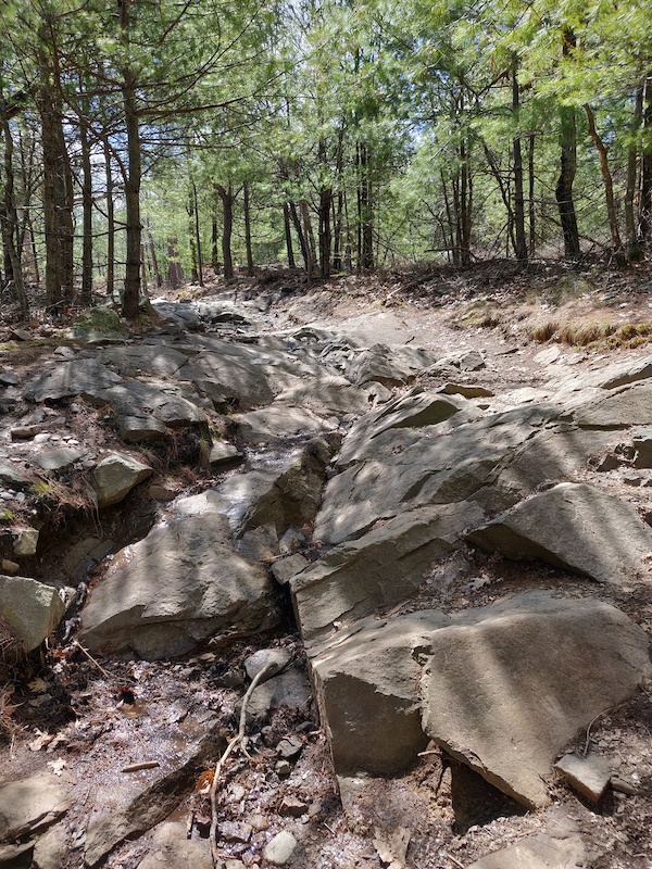 Coon Hollow Path Mountain Biking Trail - Milton, MA