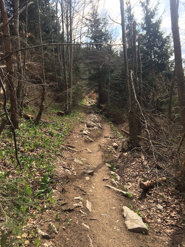 Schafberg 20er Hiking Trail - | Trailforks