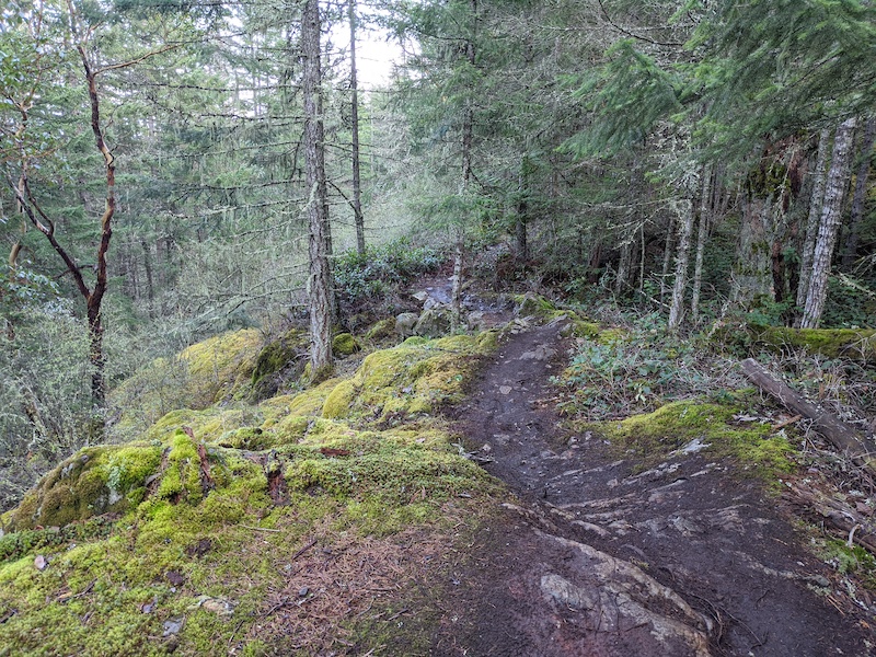 Basket Case Mountain Biking Trail - Nanaimo, BC
