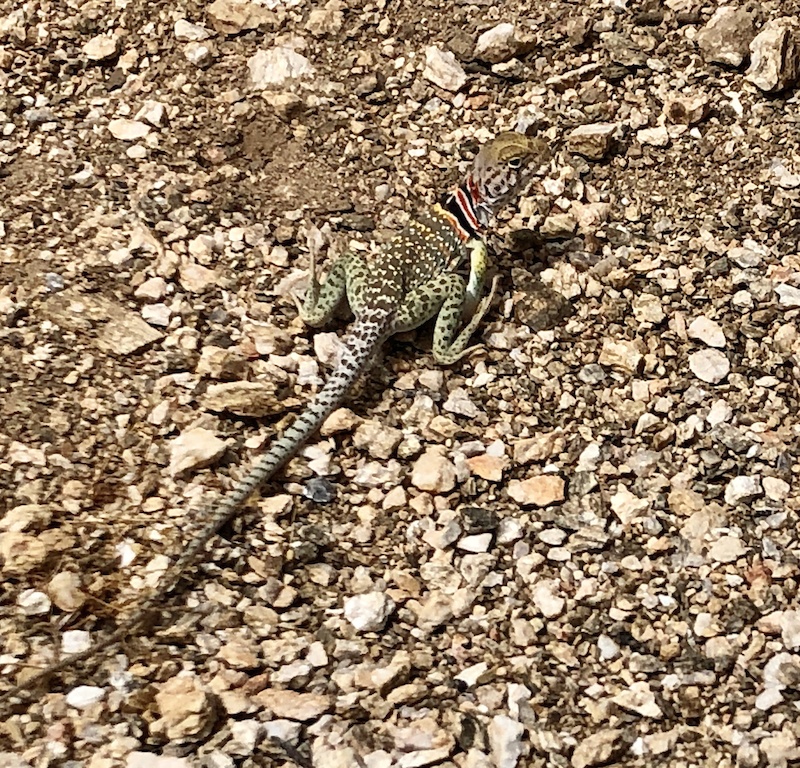 Soldier Trail Hiking Route | Trailforks