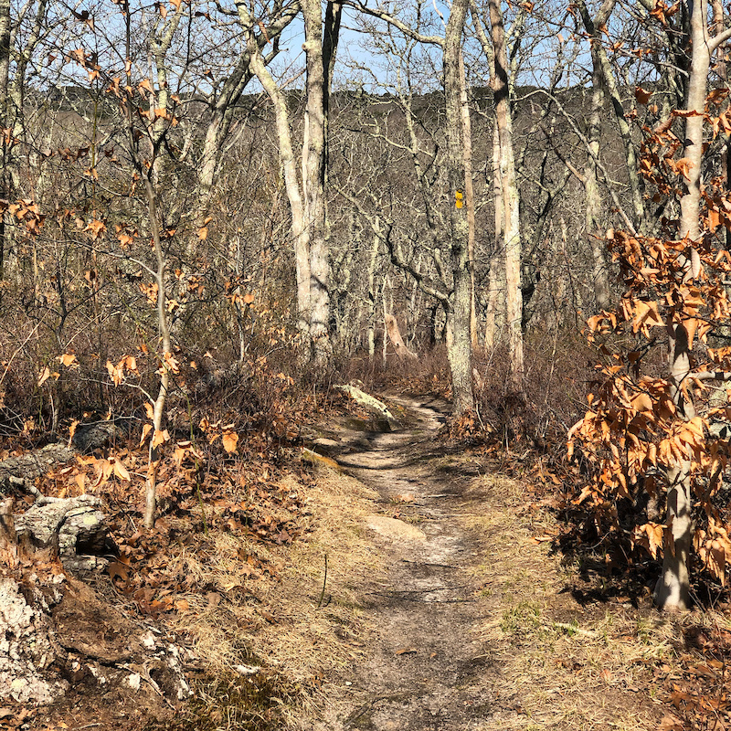 Crampton Trail Multi Trail - Chilmark, Massachusetts