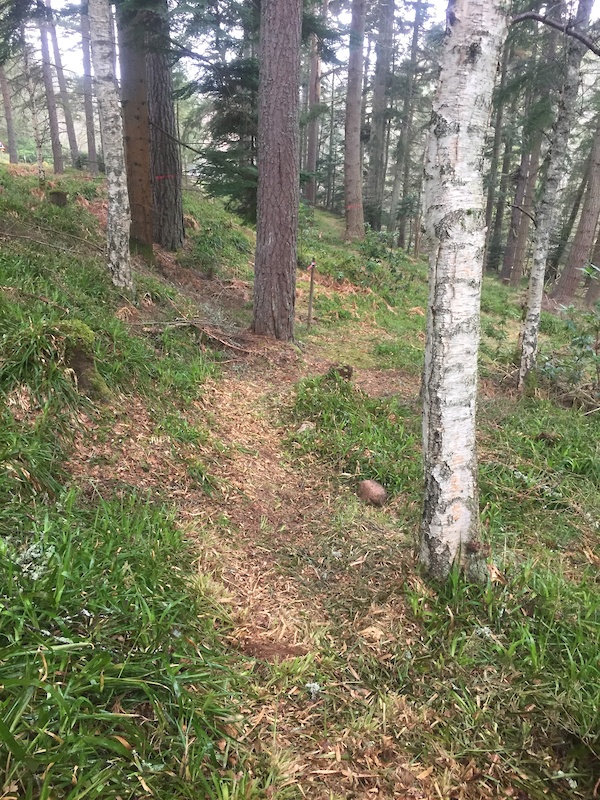 GT Temporary Trail Hiking Trail - | Trailforks