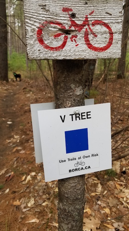 V Tree Mountain Biking Trail - Beachburg, Ontario