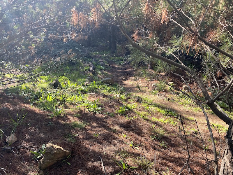 Mercy Mercy Mountain Biking Trail - Canberra