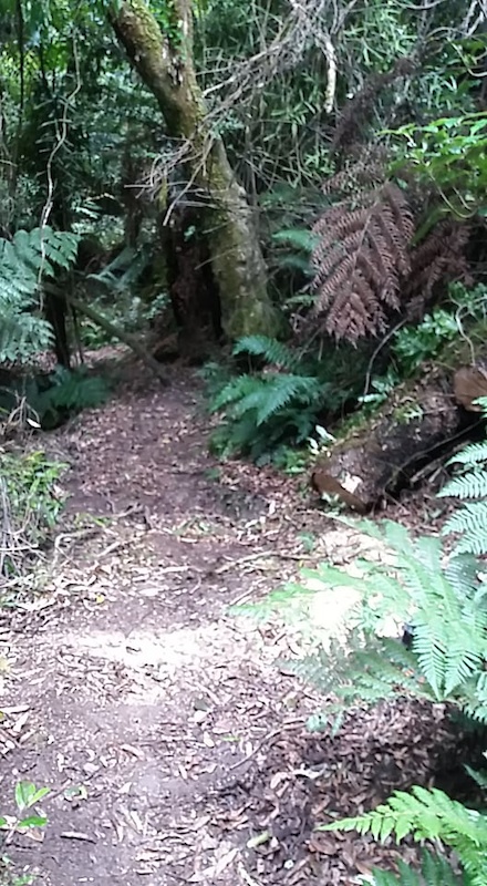 Hatupatu Mountain Biking Trail - Rotorua | Trailforks