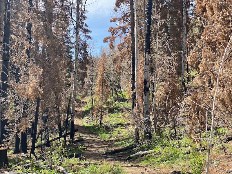 Red Lake Trail Multi Trail - Payson, Utah | Trailforks