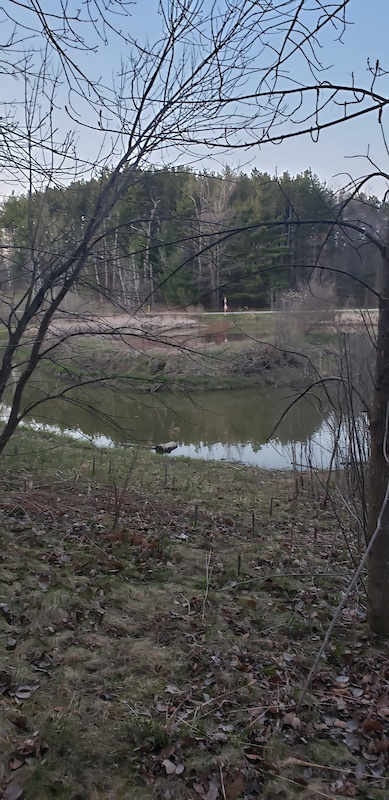 North Maple Regional Park, Vaughan Mountain Biking Trails | Trailforks