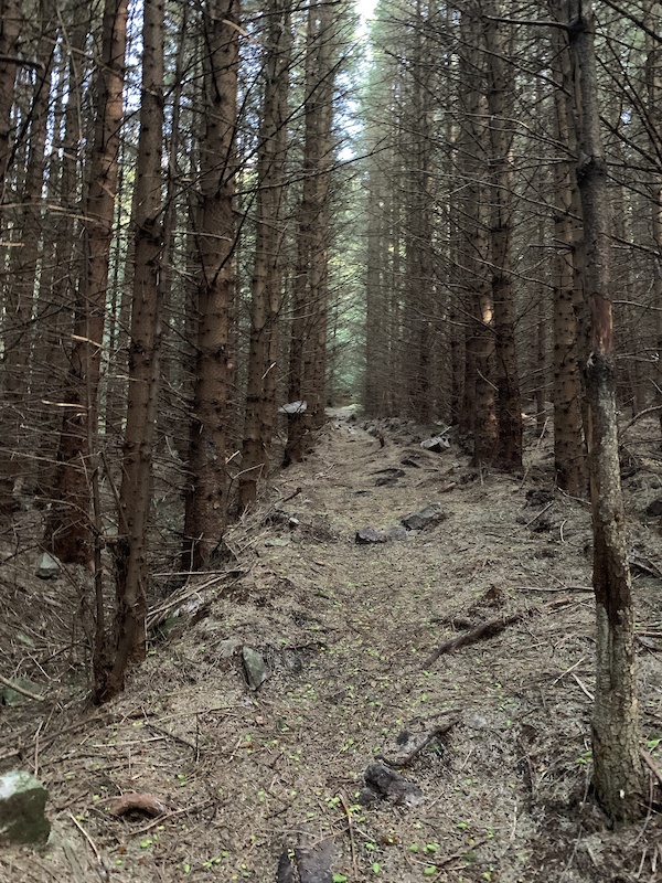 Durris All Blacks Mountain Biking Route | Trailforks