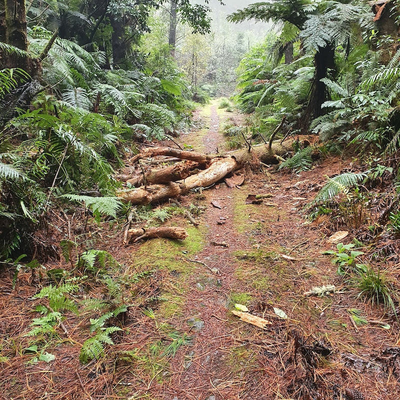 Mossy Trail, Te Huanui Multi Trail - Rotorua