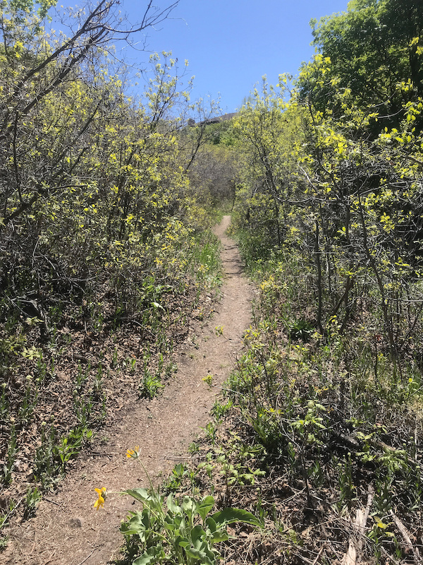 Wild Rick Mountain Biking Trail - Salt Lake City, Utah
