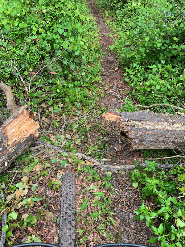 Cross Florida Greenway Multi Trail - Ocala, FL