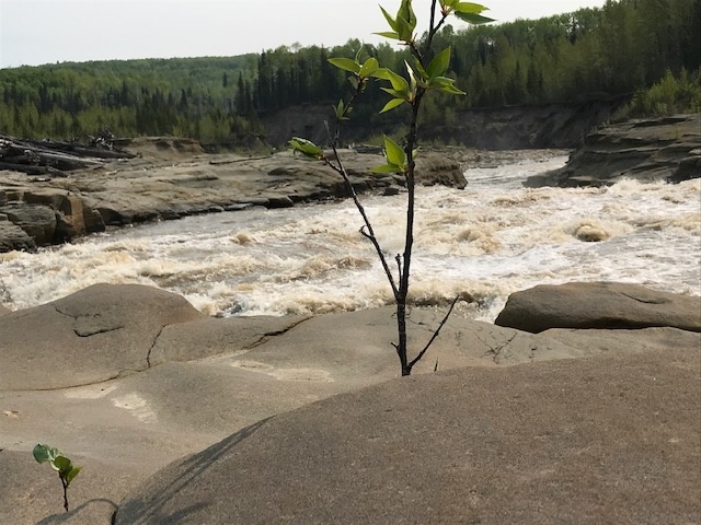 Grovedale, Alberta Mountain Biking Trails | Trailforks