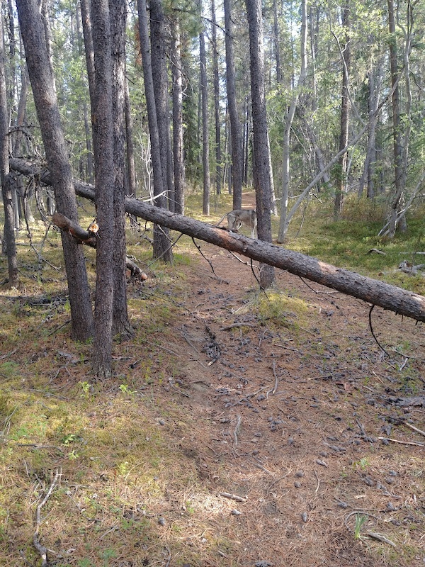 Log Trail Mountain Biking Trail - Whitehorse, Yukon
