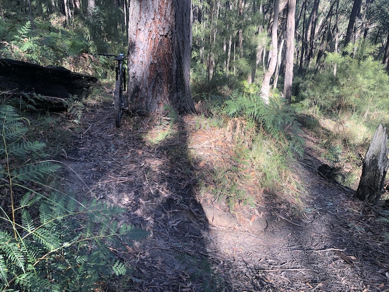 Shire of Yarra Ranges Mountain Biking Trails | Trailforks