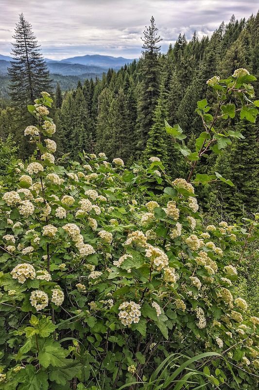 Palouse Divide Road Mountain Biking Trail - Moscow, Idaho