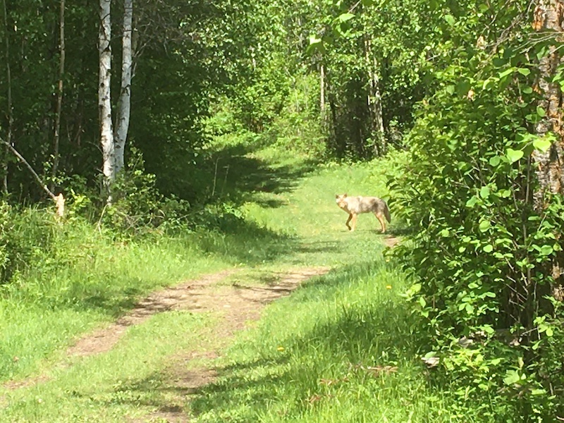 Neon Lake Skiing Trail - Tofield, Alberta | Trailforks