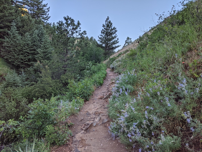 Apex Enchanted Forest Loop Mountain Biking Route | Trailforks